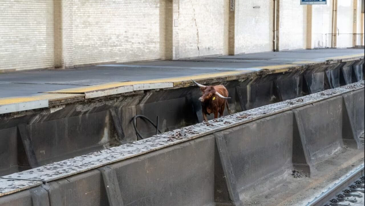 The Viral Bull In New Jersey Transit Has Made It To An Animal Sanctuary